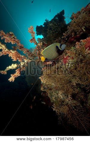 Coral Reef Emperor Image & Photo (Free Trial) | Bigstock