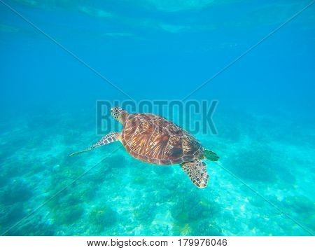 Green Turtle Swim Blue Image & Photo (Free Trial) | Bigstock