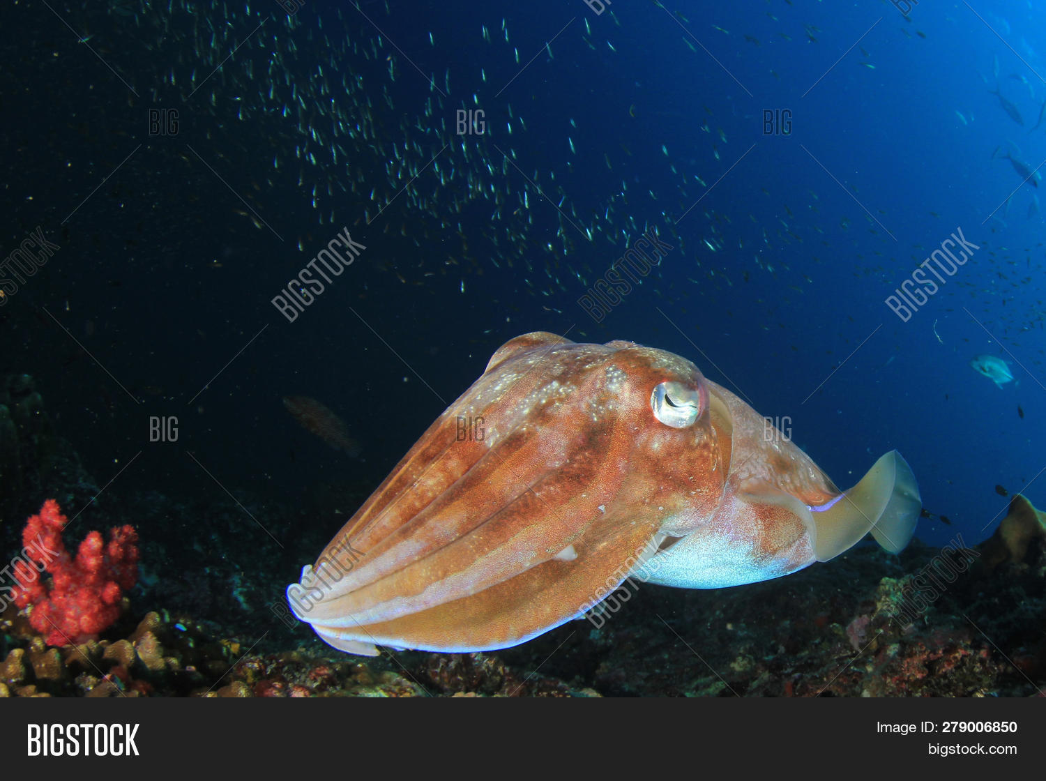 Imagen y foto Pharaoh Cuttlefish (prueba gratis) | Bigstock
