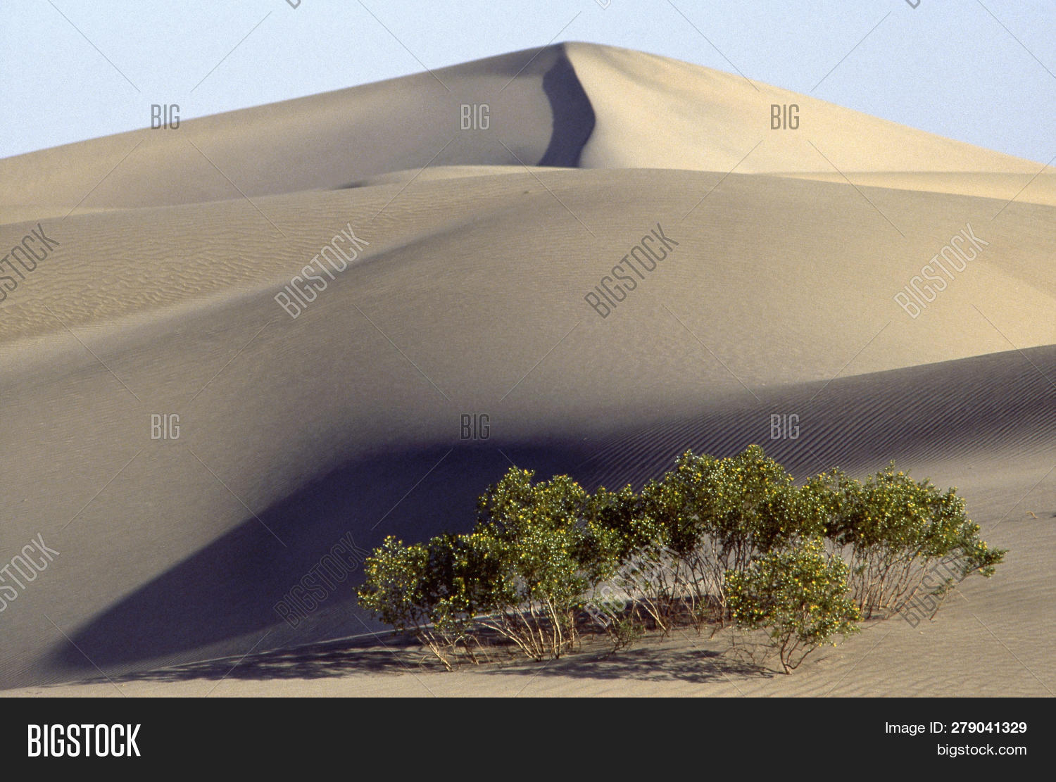 Sand Dunes Shrubs Image & Photo (Free Trial) | Bigstock