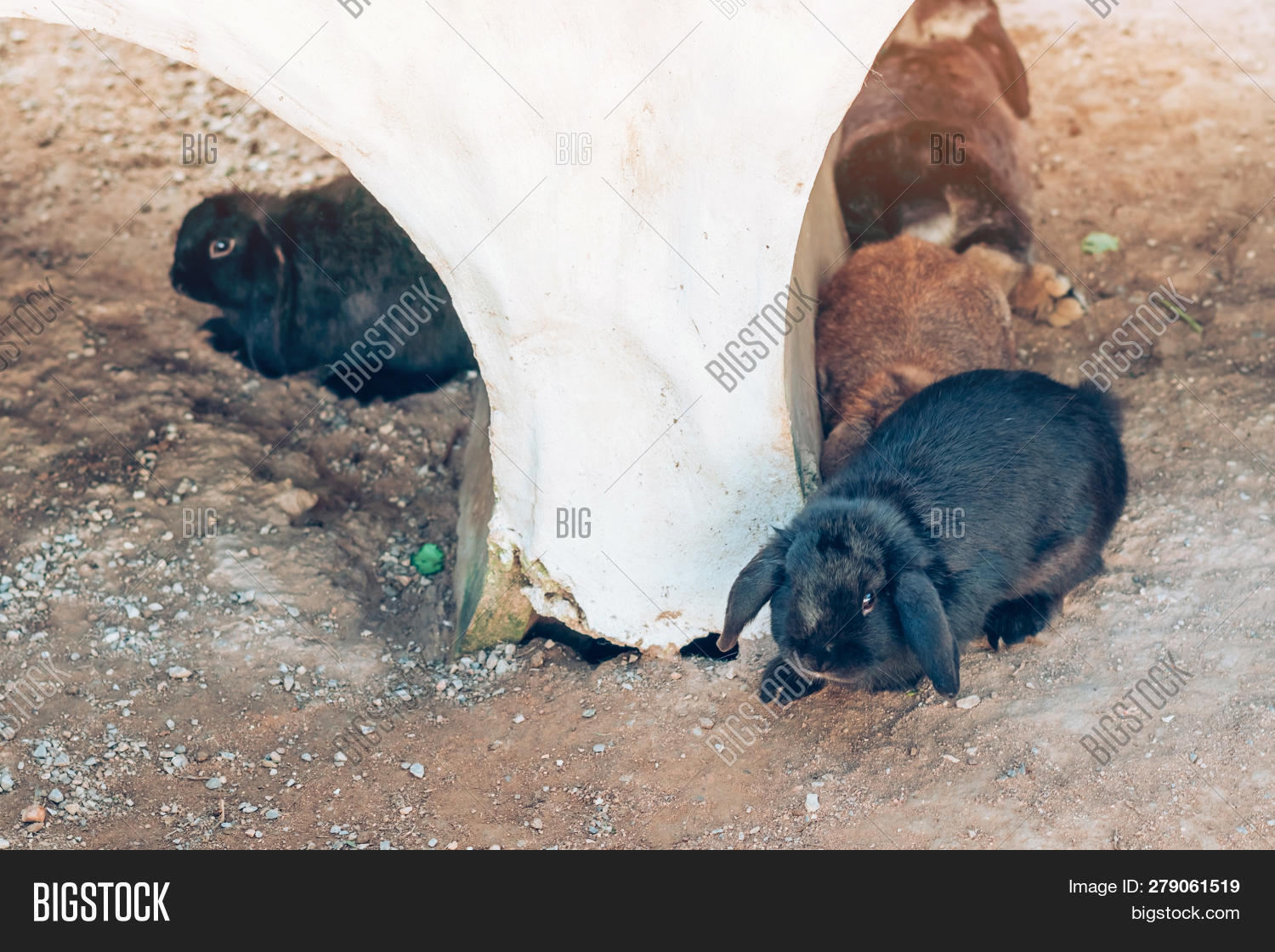 Cute Rabbits Resting Image & Photo (Free Trial) | Bigstock