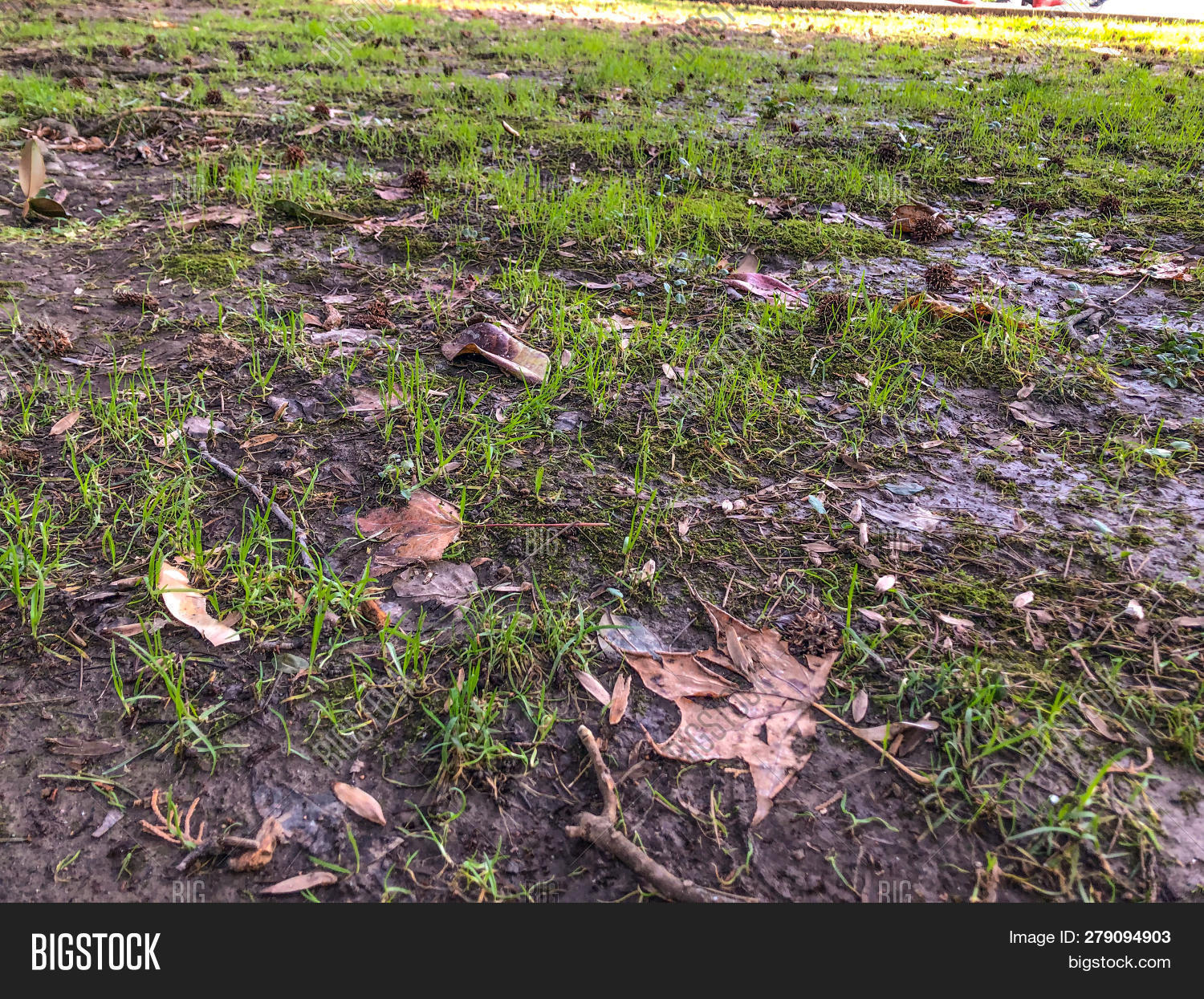 Dirty Unkempt Lawn Image & Photo (Free Trial) | Bigstock