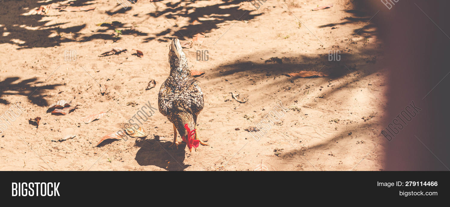 Domestic Chicken Image & Photo (Free Trial) | Bigstock