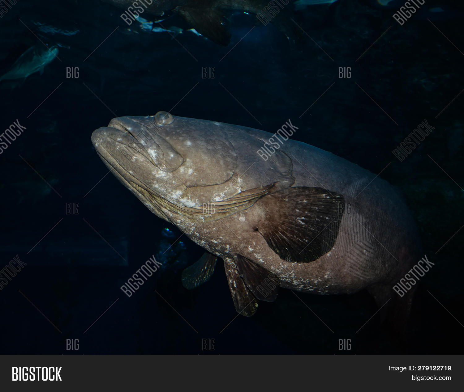 Grouper Fish / Dragon Image & Photo (Free Trial) | Bigstock