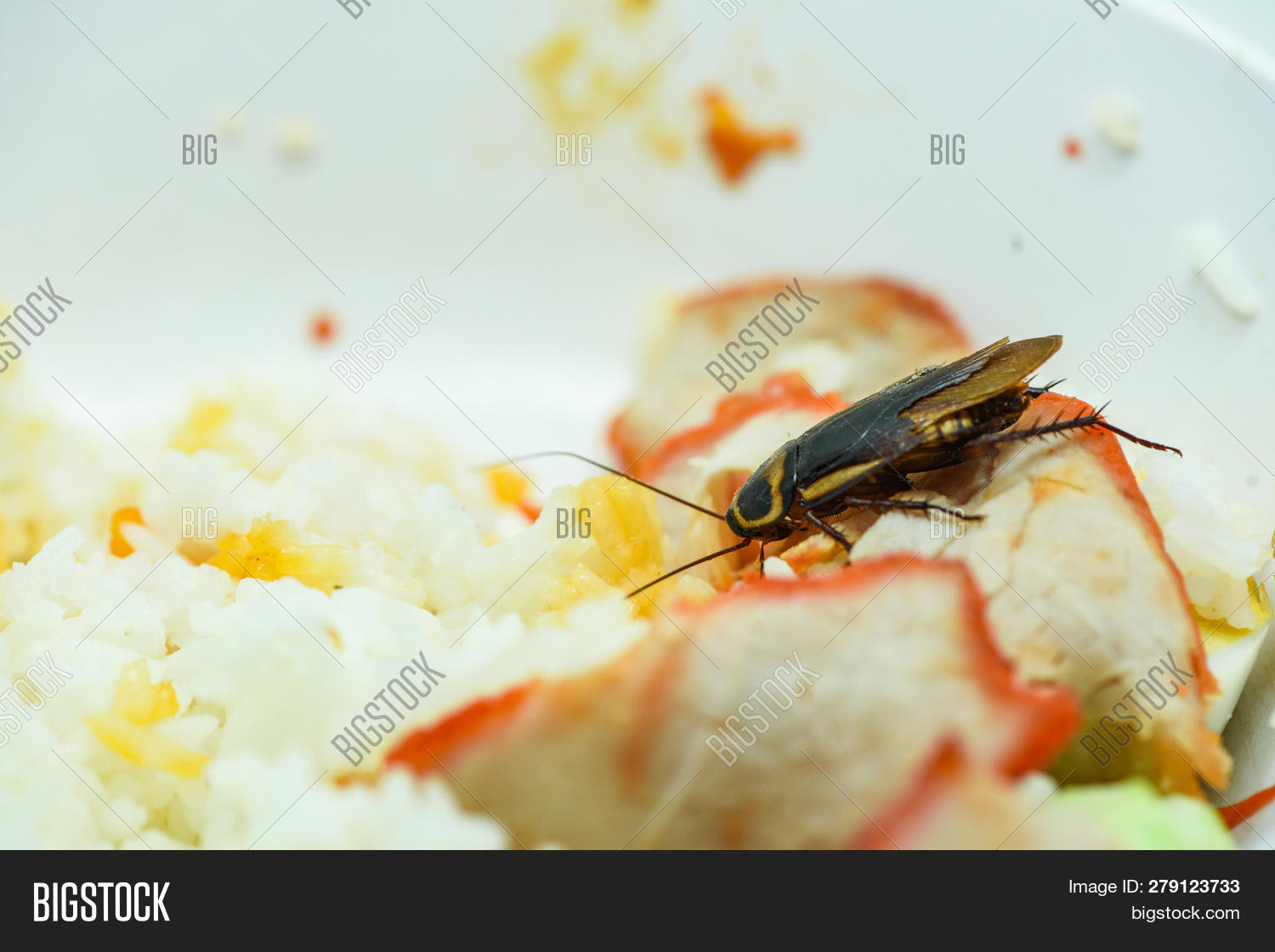 Dirty Food / Image & Photo (Free Trial) | Bigstock