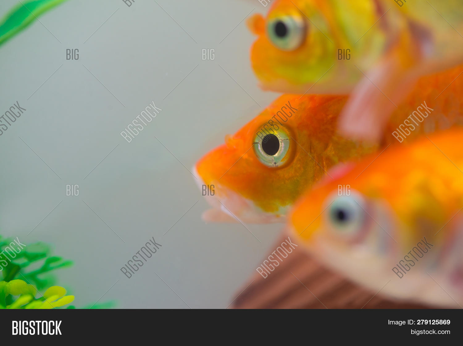Little Fish Fish Tank Image & Photo (Free Trial) | Bigstock