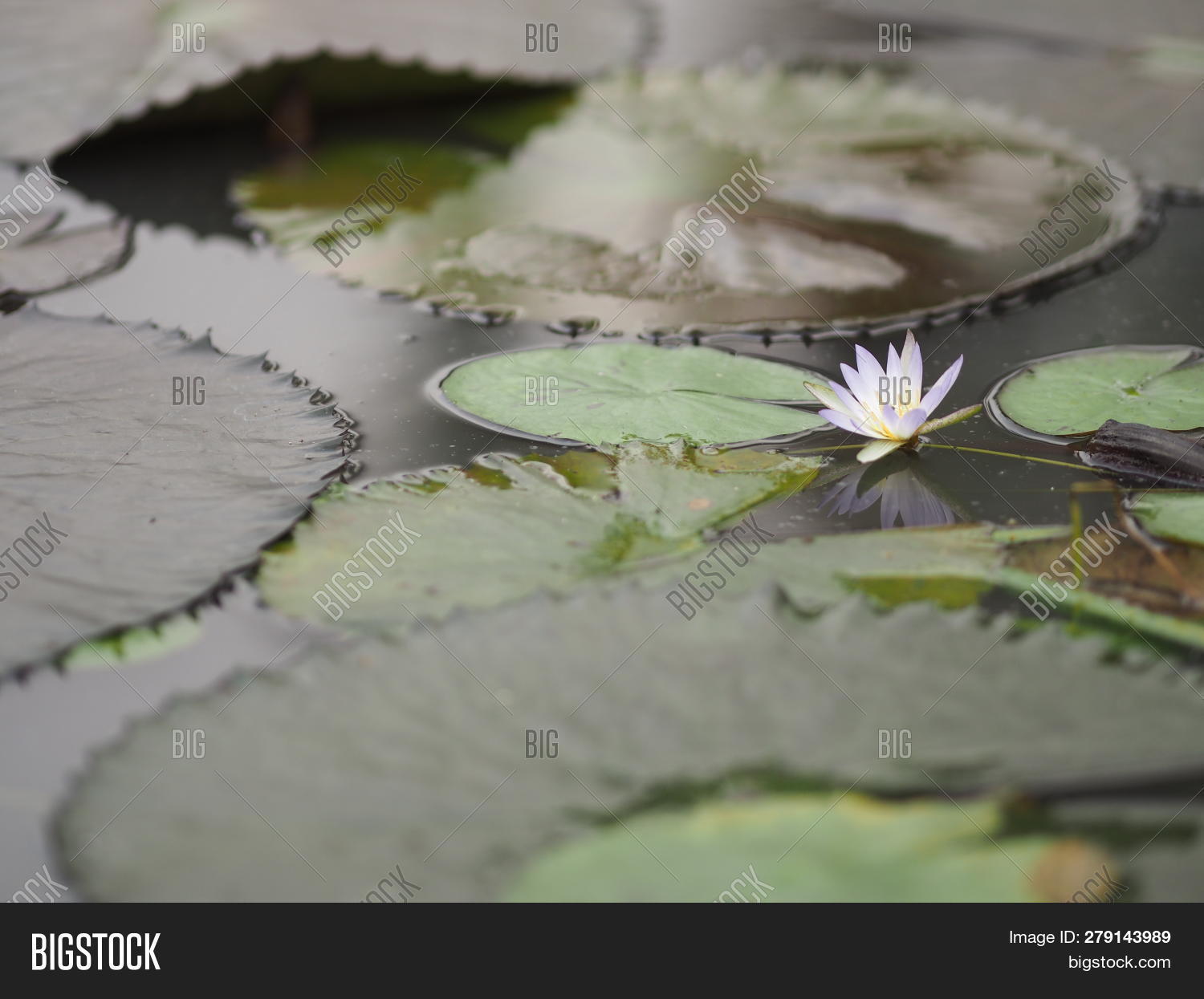 White Lotus Leaf Sharp Image & Photo (Free Trial) | Bigstock