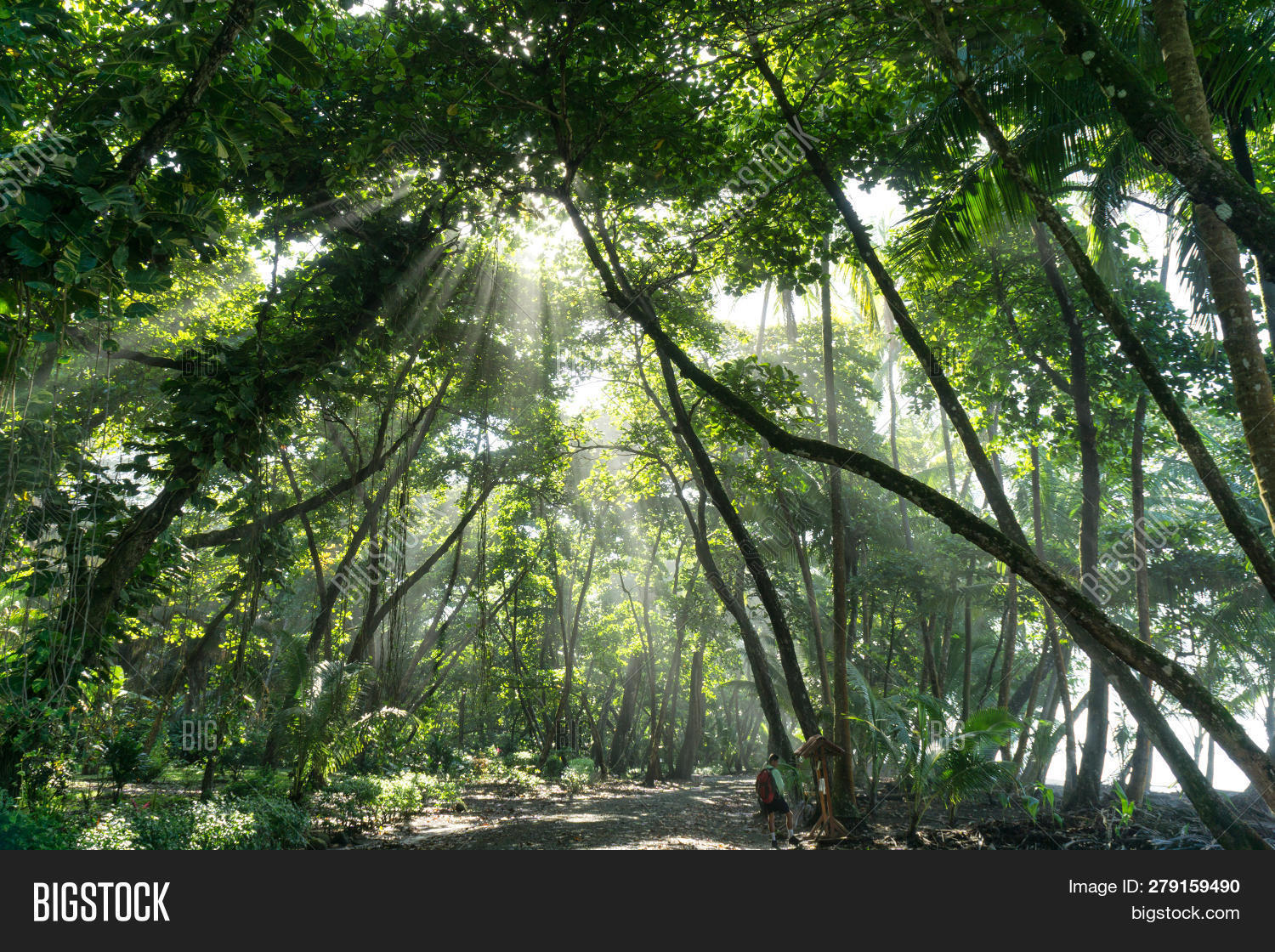 Sun Rays Shine Through Image & Photo (Free Trial) | Bigstock