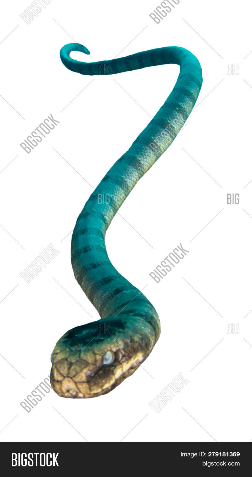 Banded Sea Snake Image & Photo (Free Trial) | Bigstock