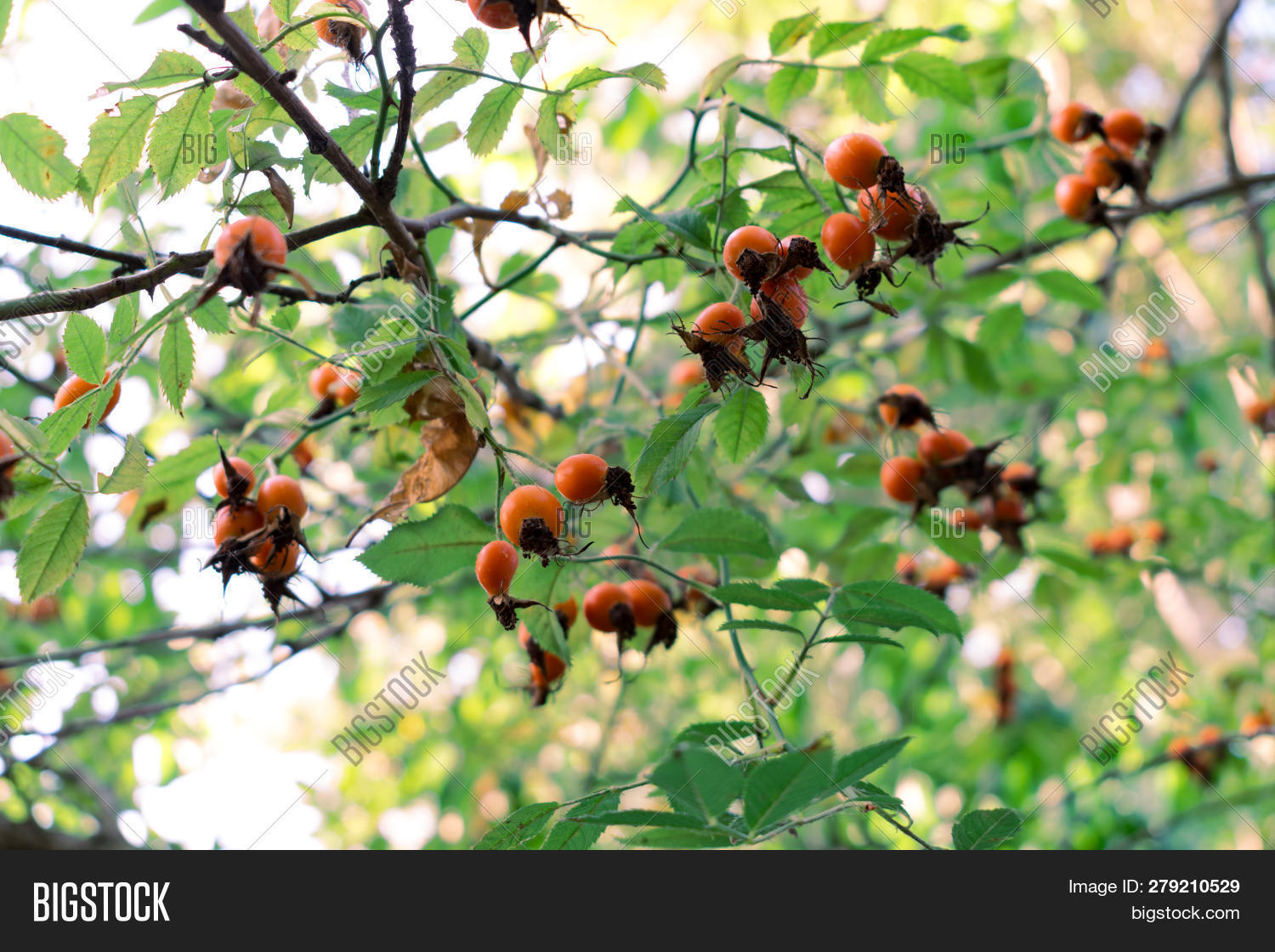 Ripe Fruits Rosa Image & Photo (Free Trial) | Bigstock