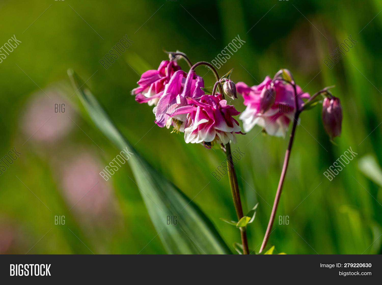 Pink Wild Flowers. Image & Photo (Free Trial) | Bigstock