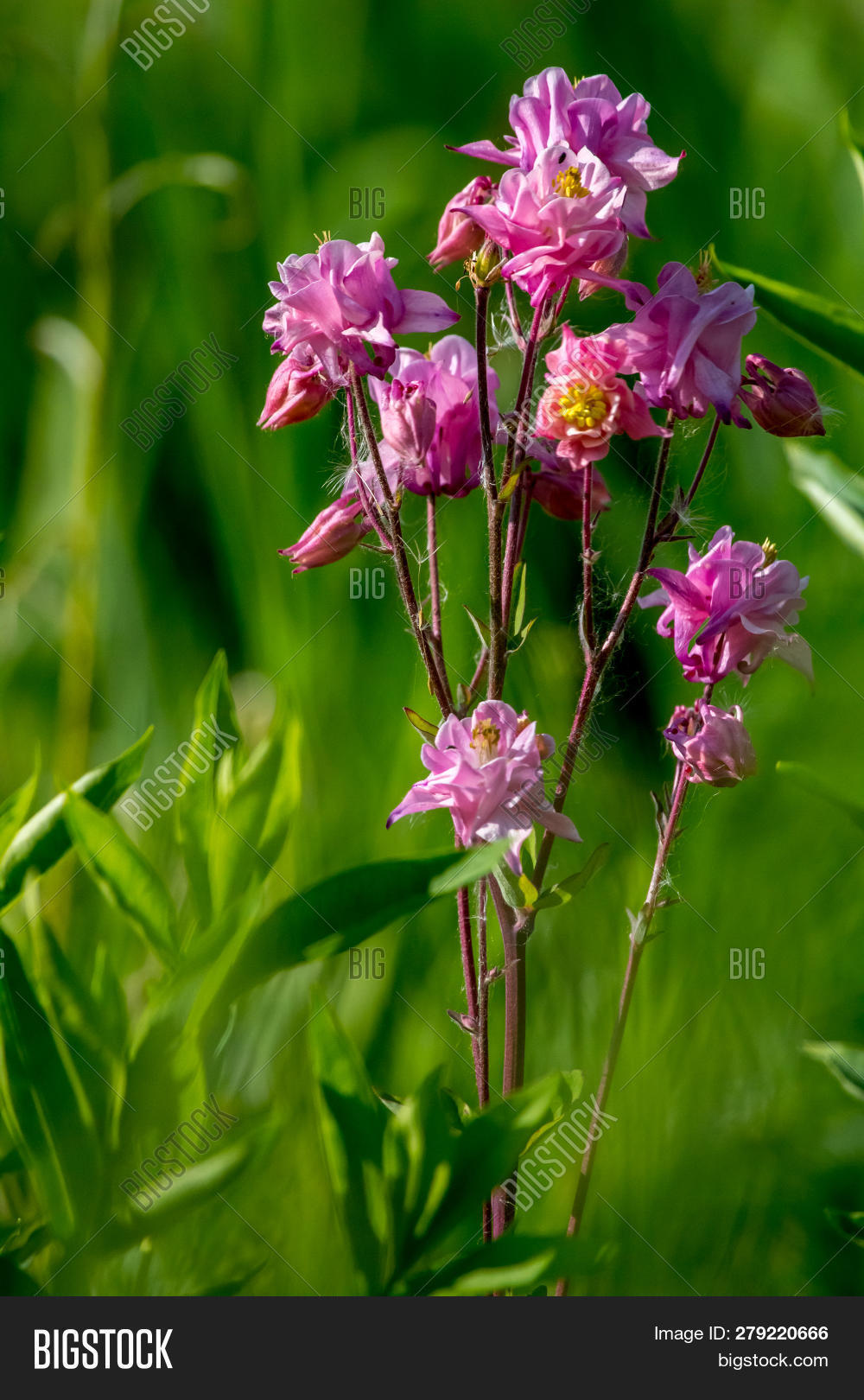 Pink Wild Flowers. Image & Photo (Free Trial) | Bigstock