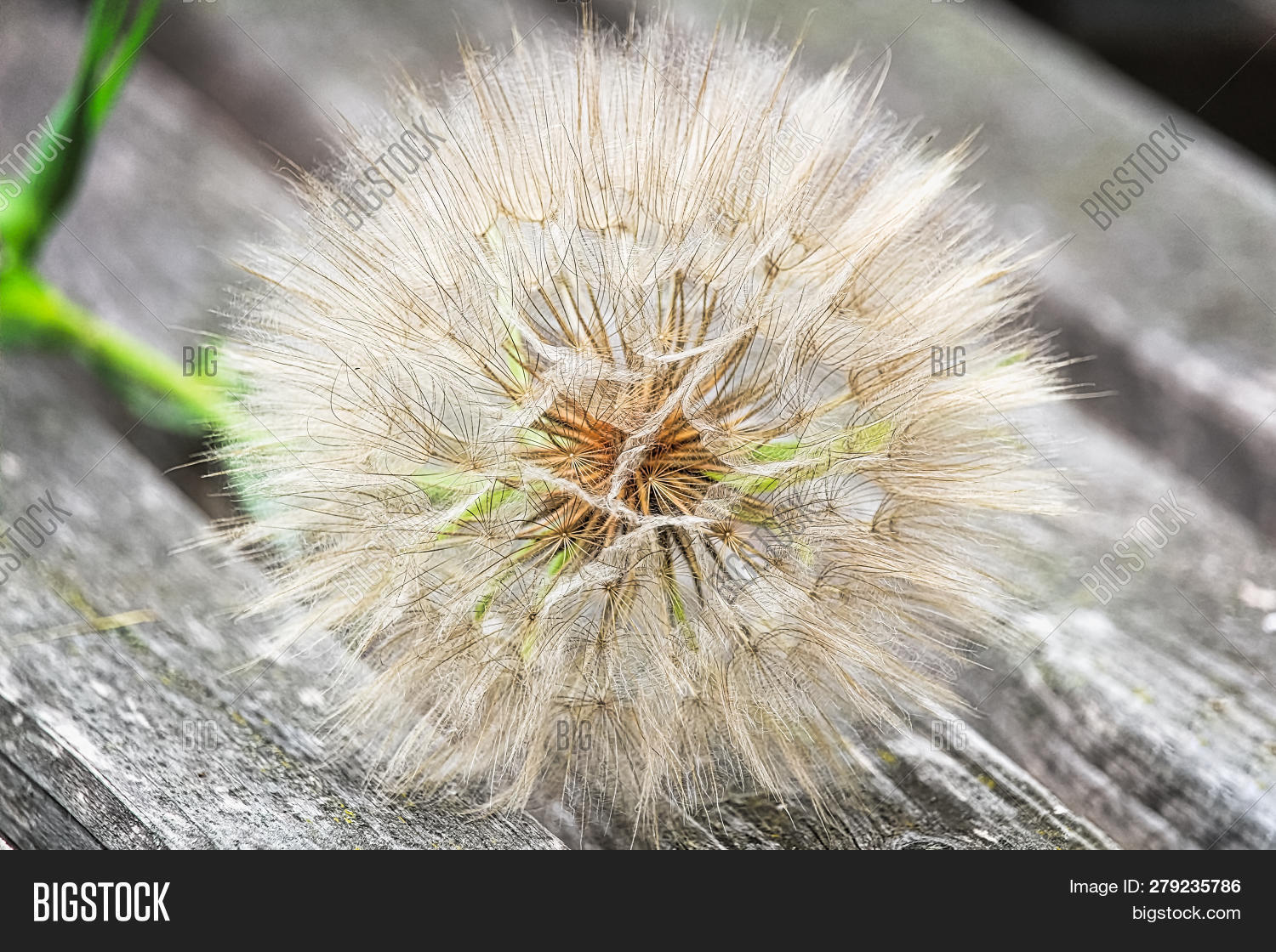 Seed Head Large Weed Image & Photo (Free Trial) | Bigstock