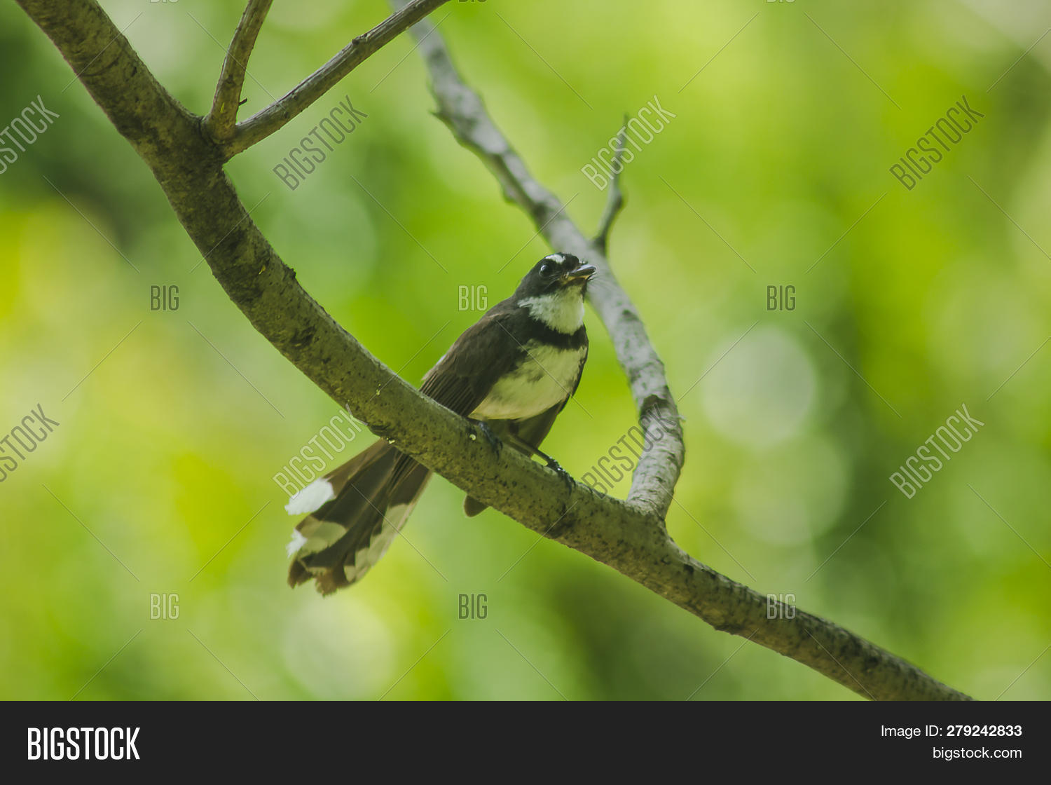 Copsychus Saularis On Image & Photo (Free Trial) | Bigstock