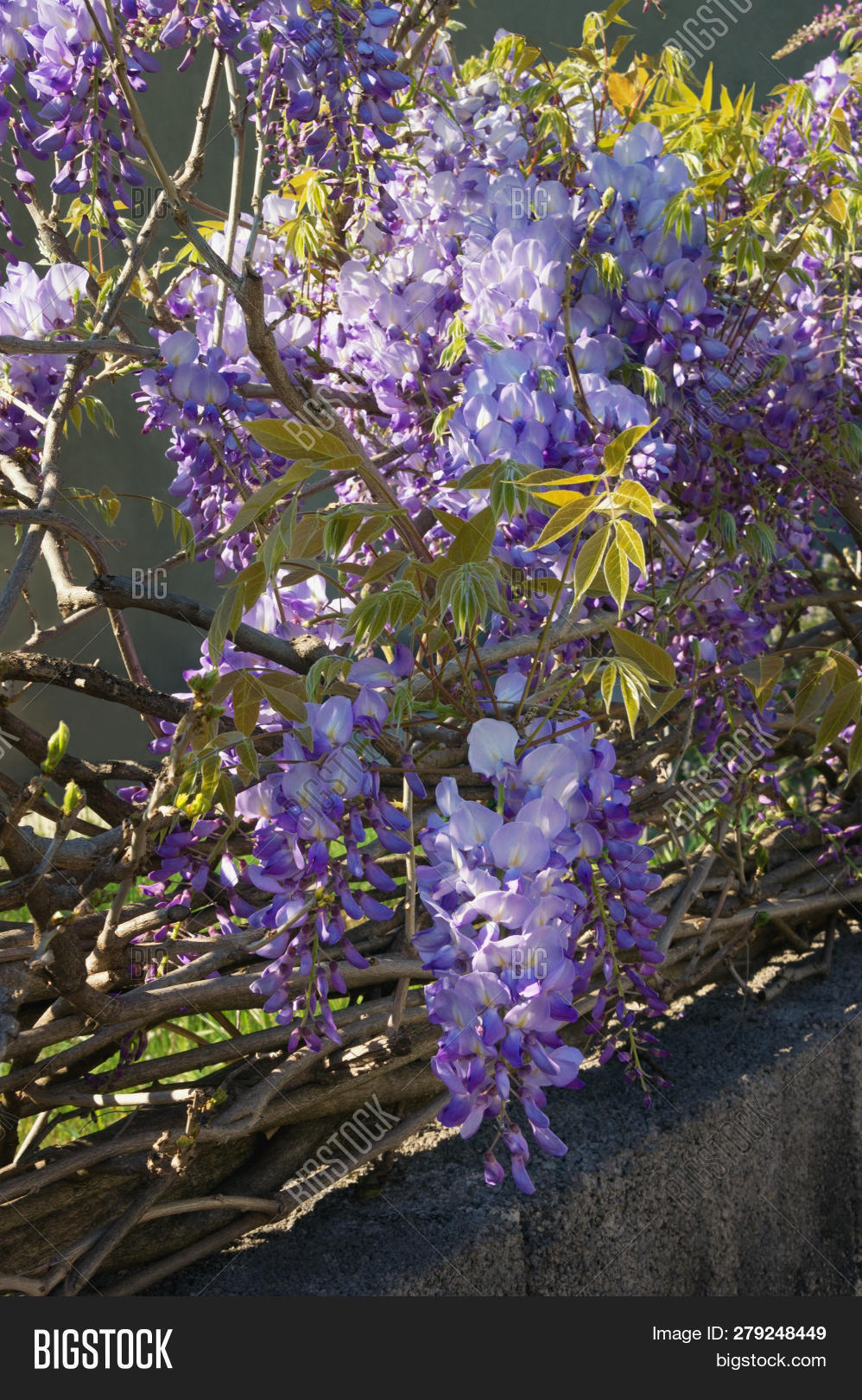 Spring Flowers. Image & Photo (Free Trial) | Bigstock