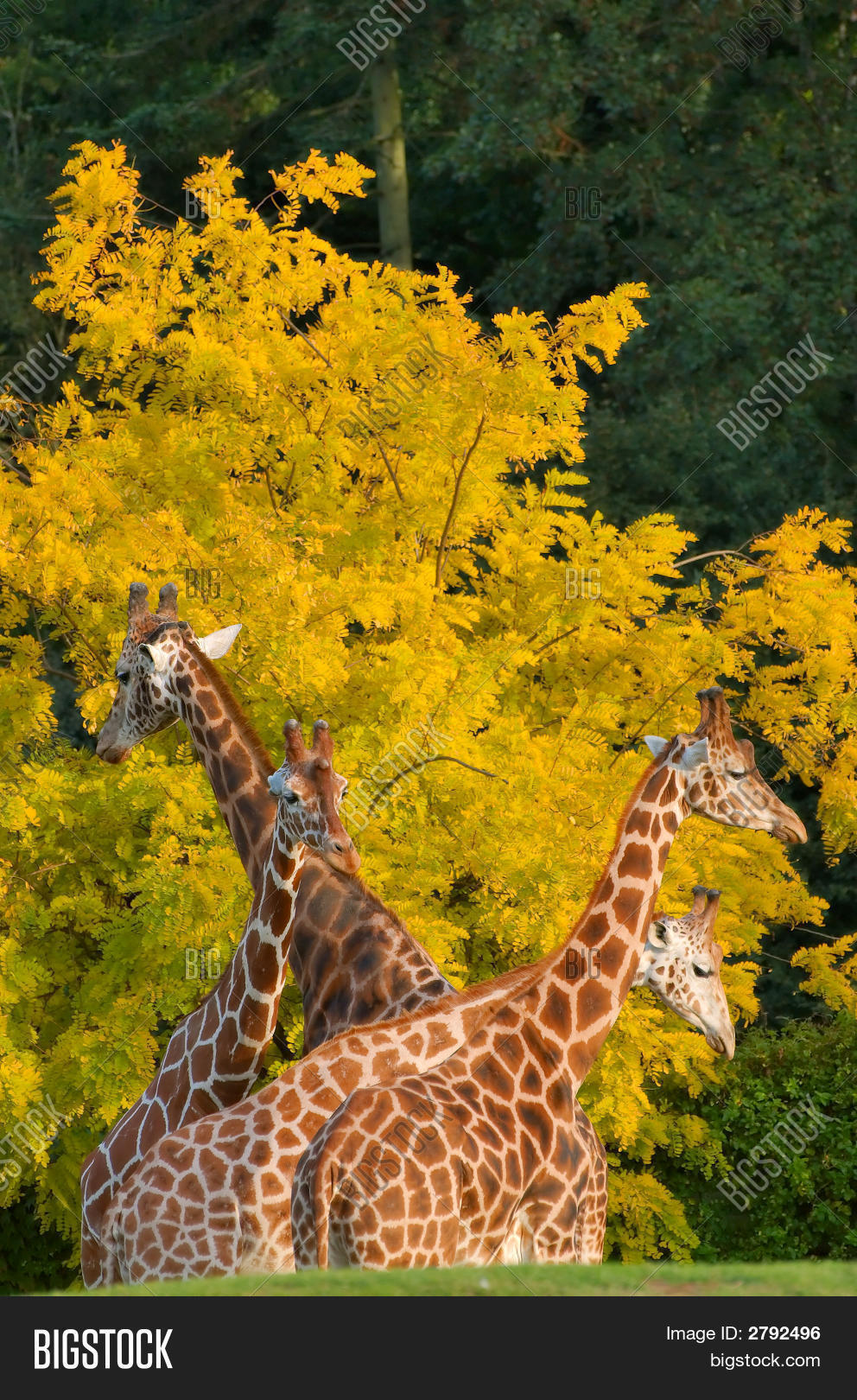 Four Giraffes Image & Photo (Free Trial) | Bigstock