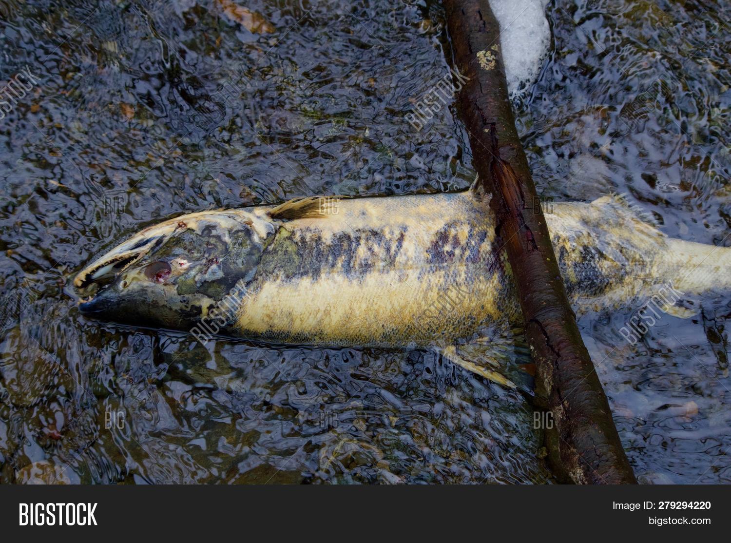 Rotting Chum Salmon Image & Photo (Free Trial) | Bigstock