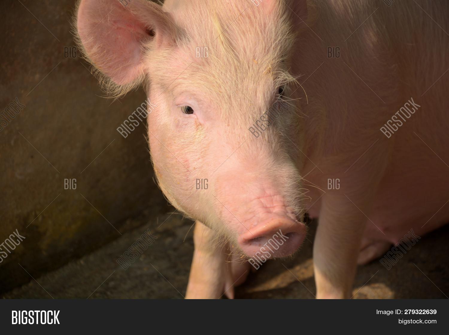 White Color Image & Photo (Free Trial) | Bigstock