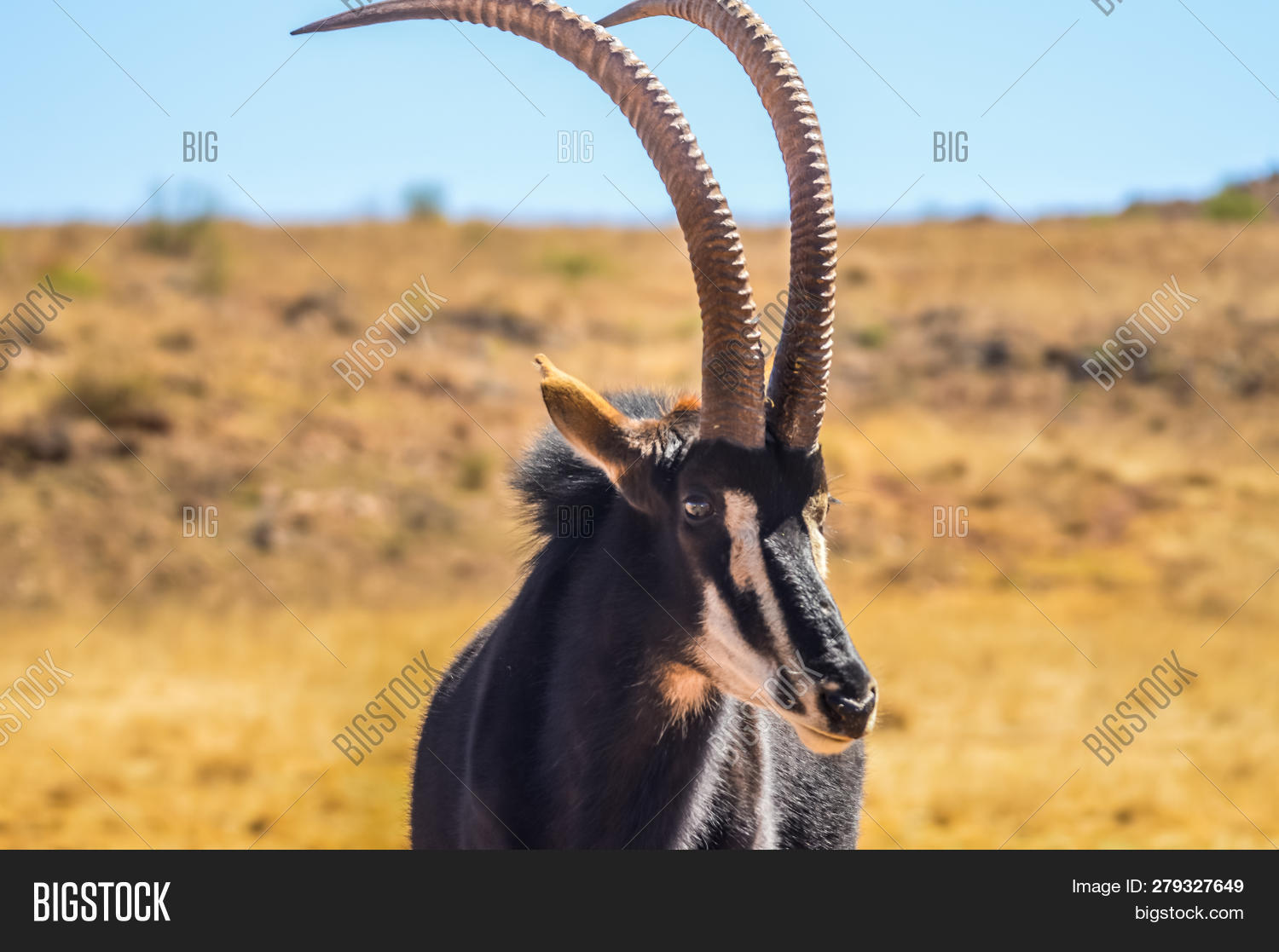Portrait Cute Sable Image & Photo (Free Trial) | Bigstock