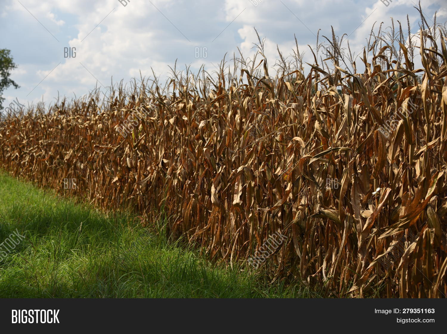 Corn Field Ready Image & Photo (Free Trial) | Bigstock