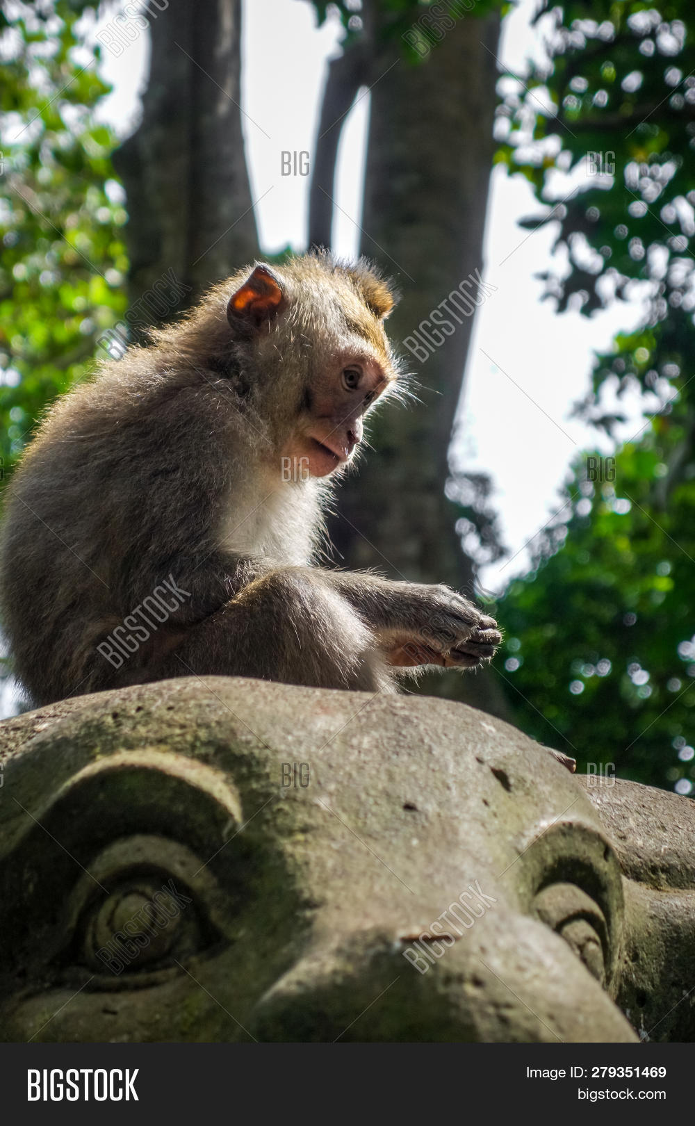 Monkey On Cow Statue Image & Photo (Free Trial) | Bigstock