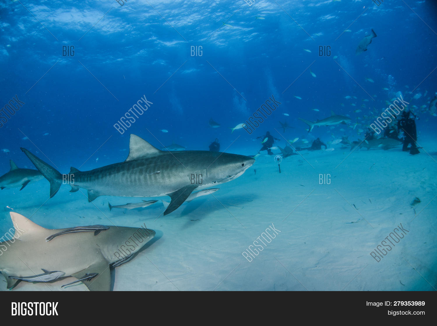 Tiger Shark Tigerbeach Image & Photo (Free Trial) | Bigstock