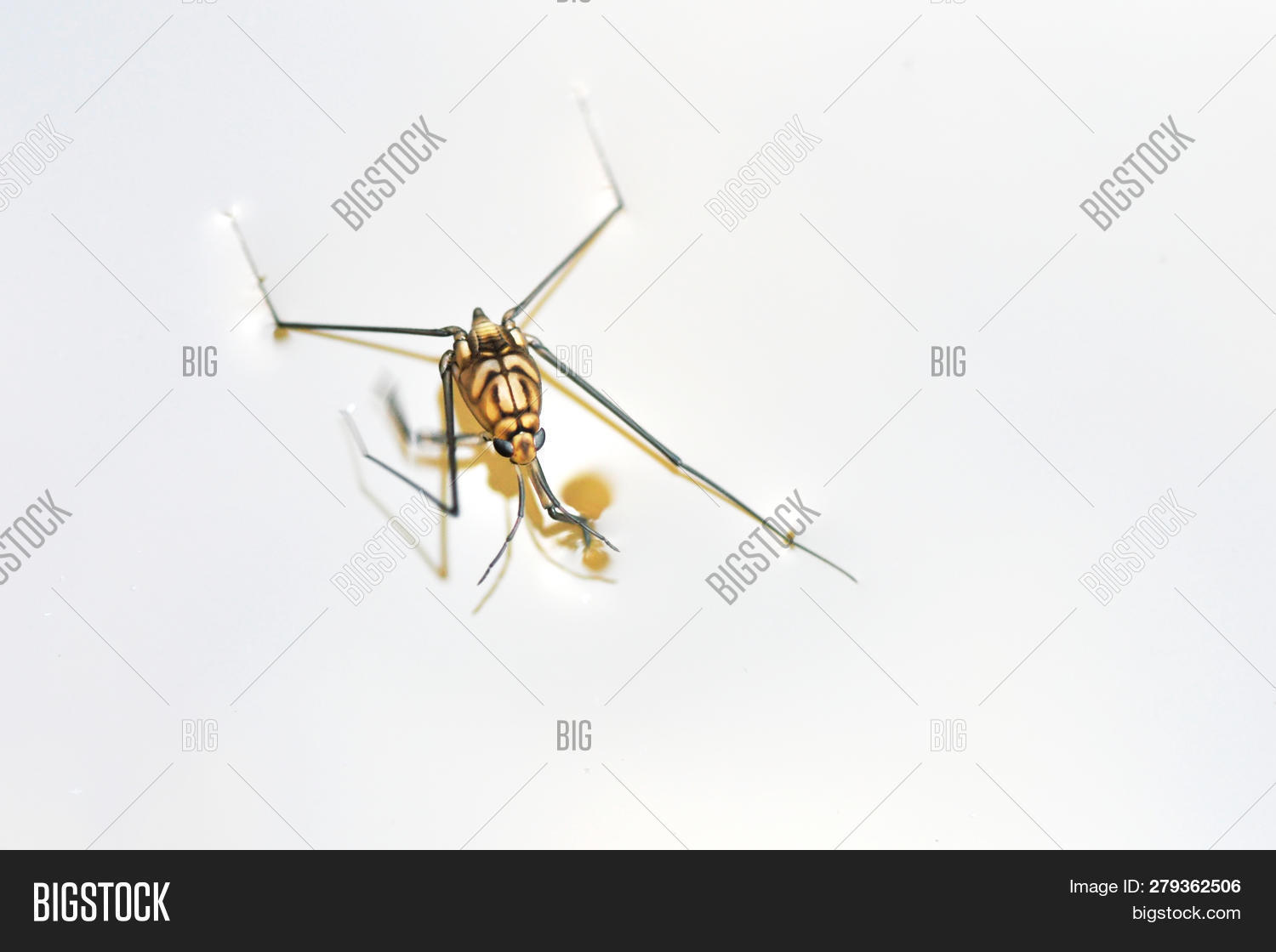 Portrait Water Strider Image & Photo (Free Trial) | Bigstock