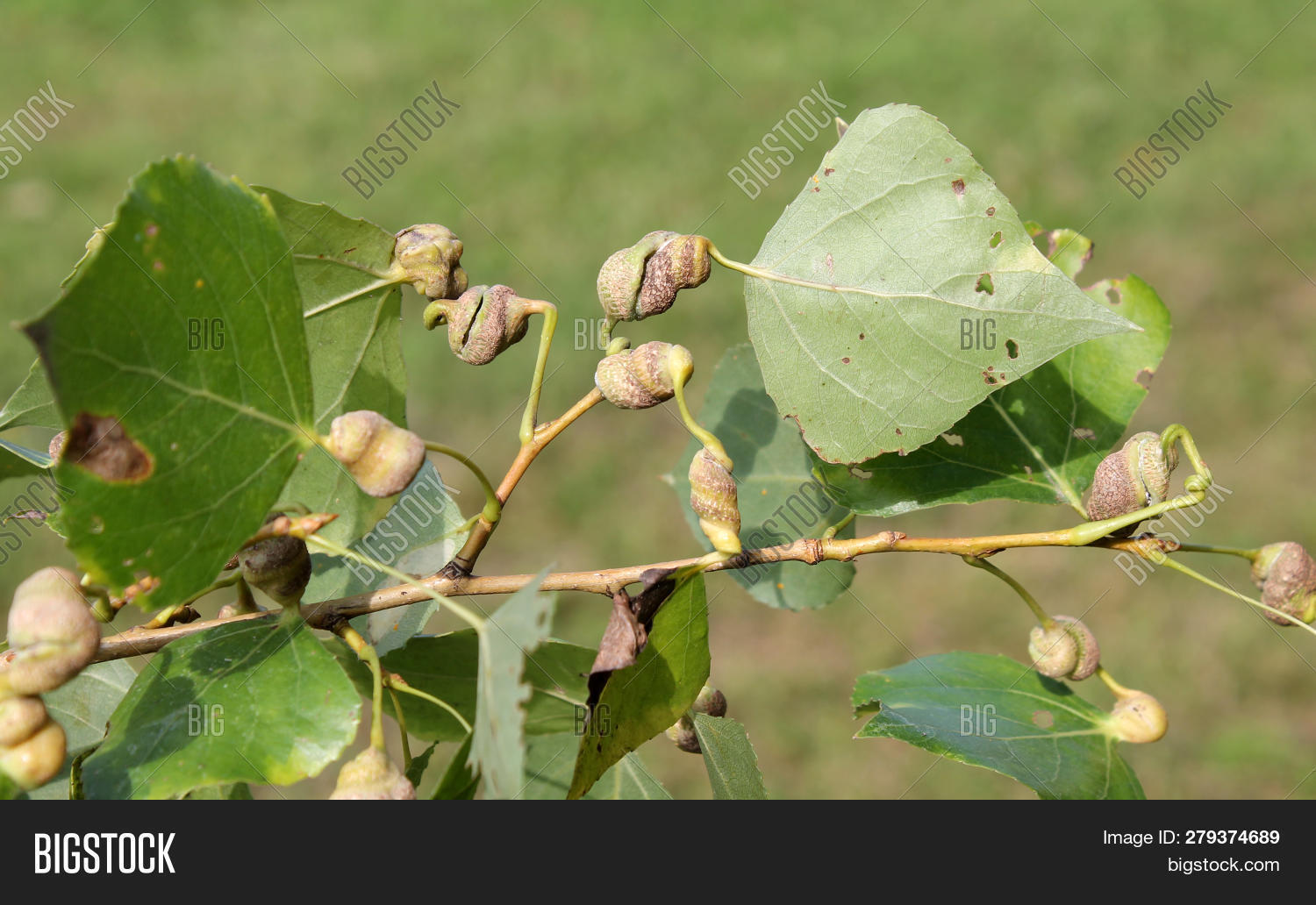 Poplar Spiral Gall Image & Photo (Free Trial) | Bigstock