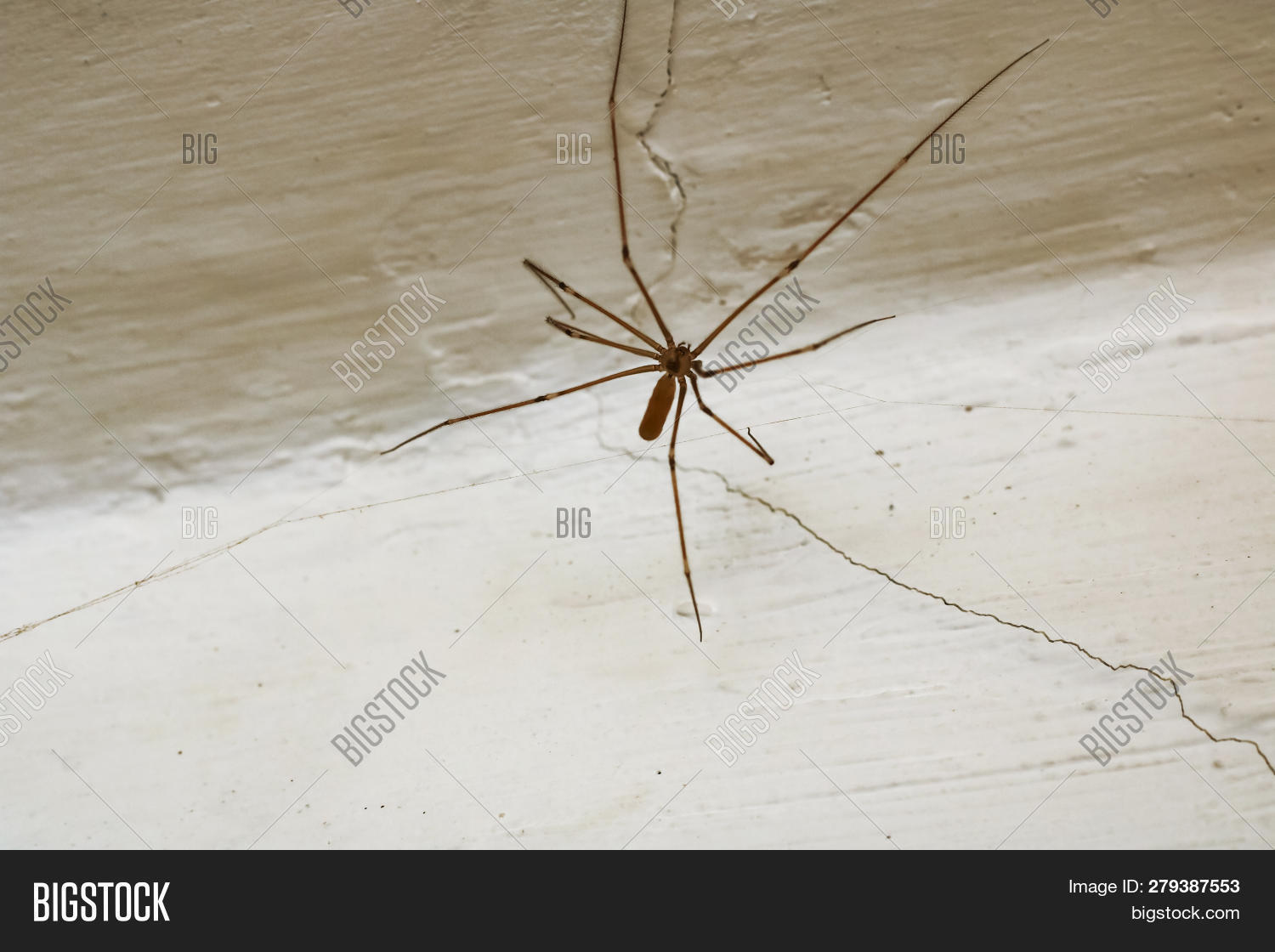 Spider Long Legs On Image & Photo (Free Trial) | Bigstock