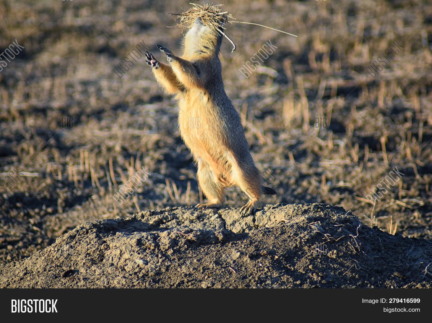 Prairie Dog (genus Image & Photo (Free Trial) | Bigstock