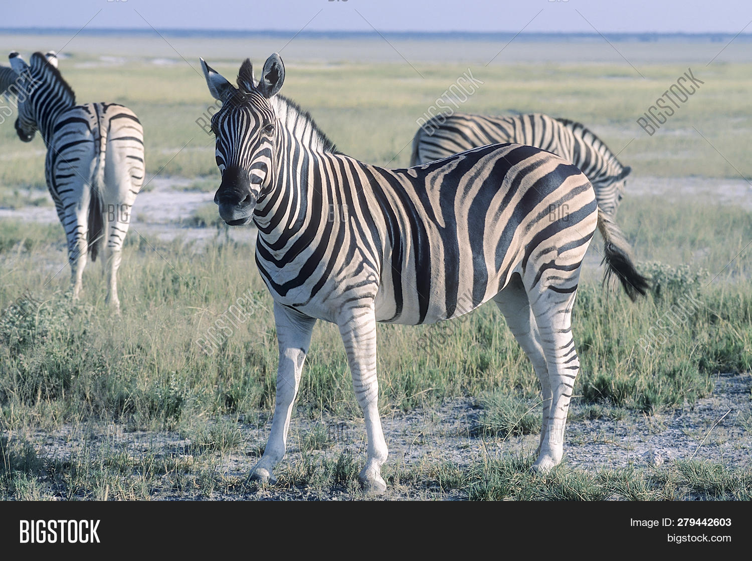 Plains Zebra, (equus Image & Photo (Free Trial) | Bigstock