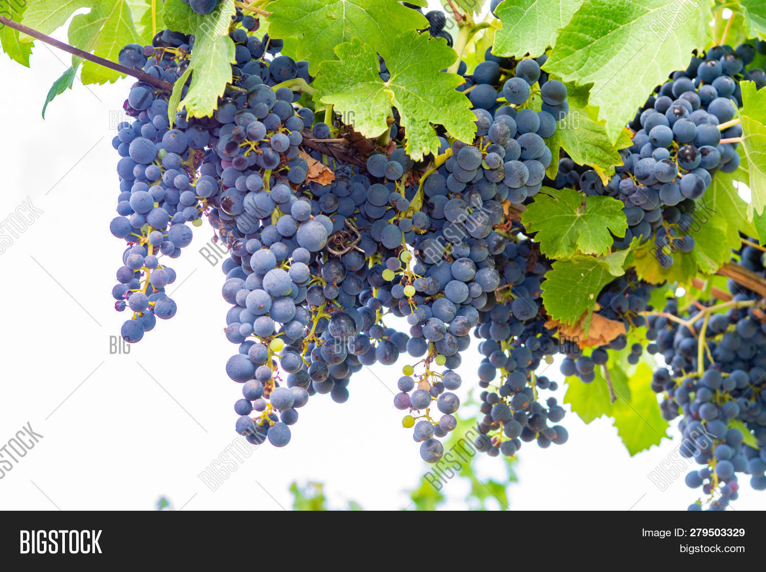 French Red Rose Wine Image & Photo (Free Trial) | Bigstock