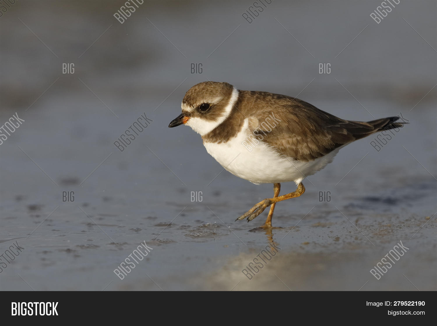 Semipalmated Plover ( Image & Photo (Free Trial) | Bigstock