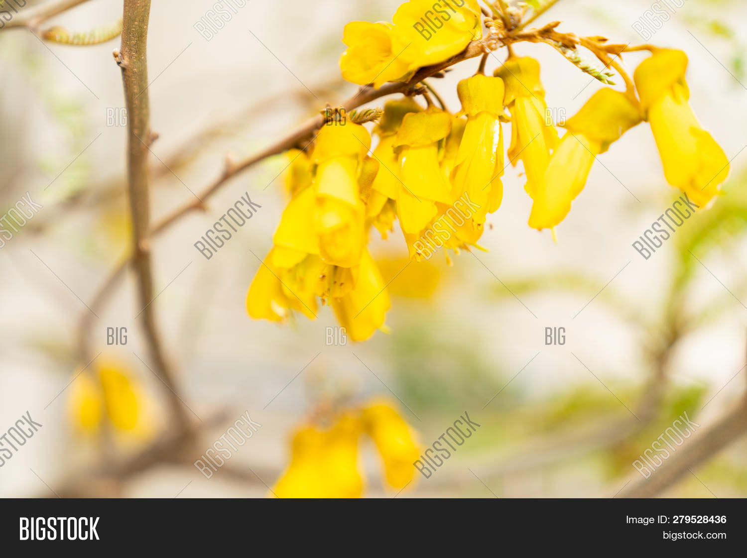 Bright Yellow Kowhai Image & Photo (Free Trial) | Bigstock