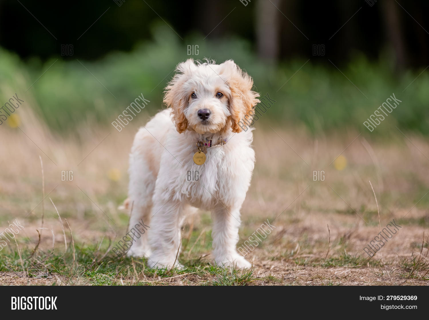 Cockapoo Puppy Image & Photo (Free Trial) | Bigstock