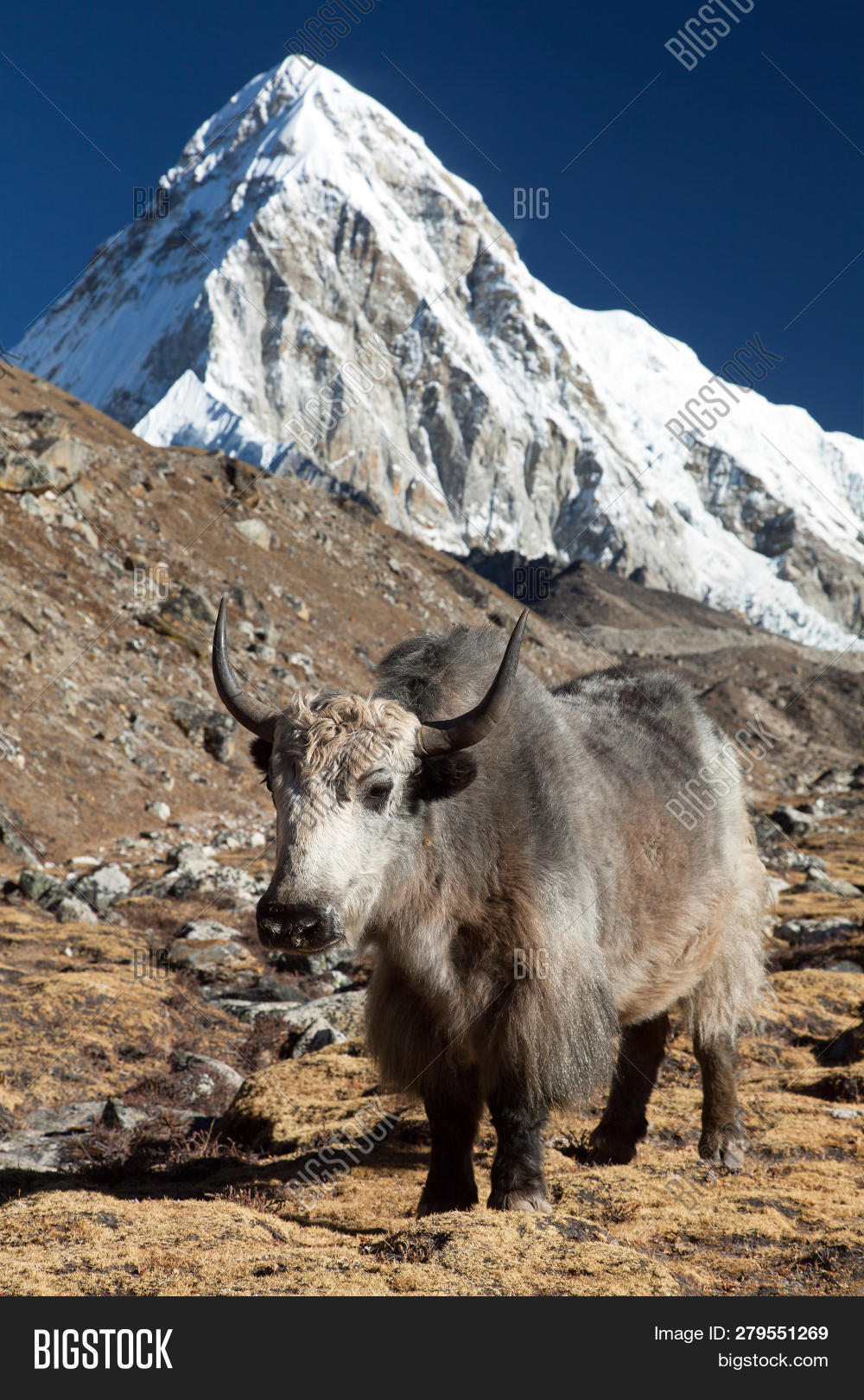 Yak, Bos Grunniens Bos Image & Photo (Free Trial) | Bigstock