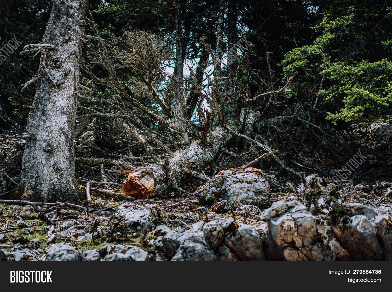Virgin Forest On Image & Photo (Free Trial) | Bigstock