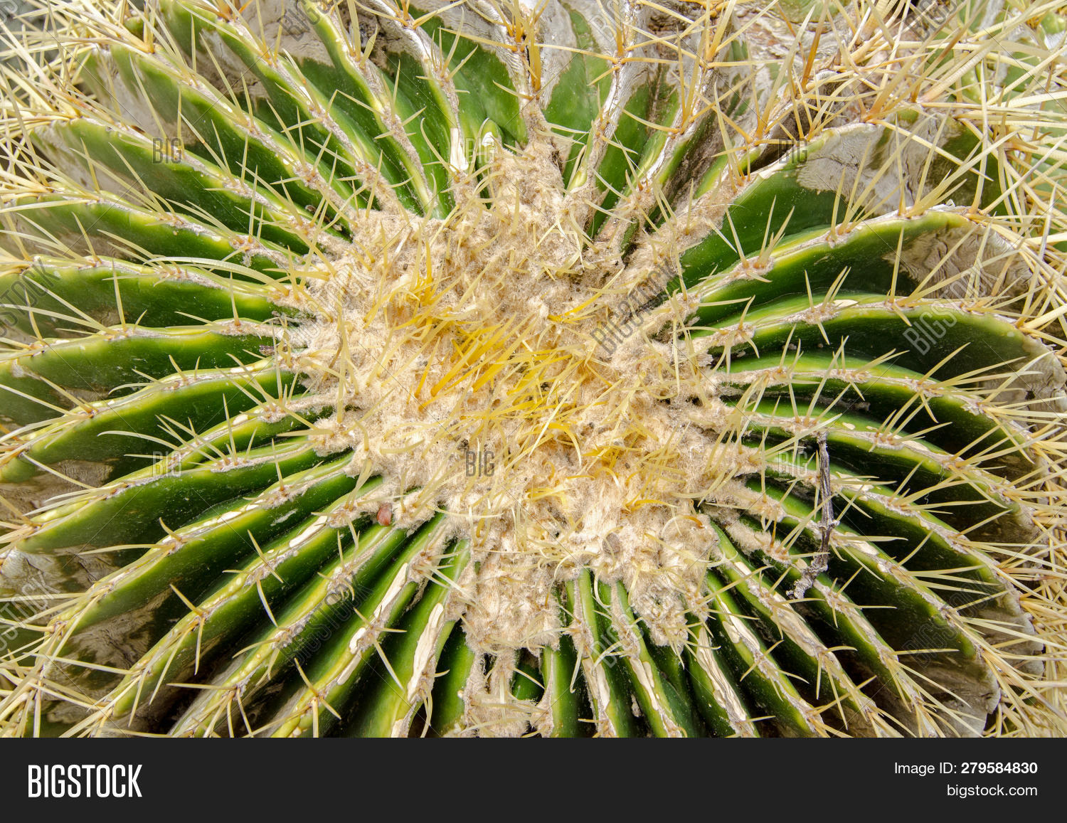 View Above Cactus Image & Photo (Free Trial) | Bigstock