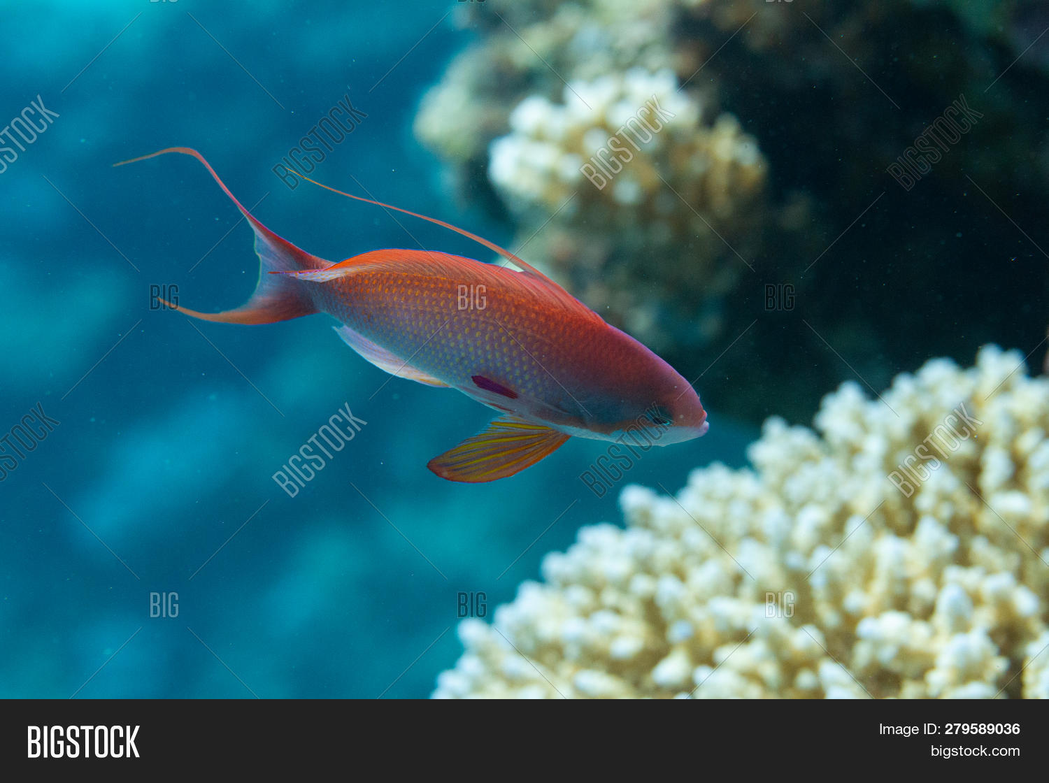 Male Lyretail Anthias Image & Photo (Free Trial) | Bigstock