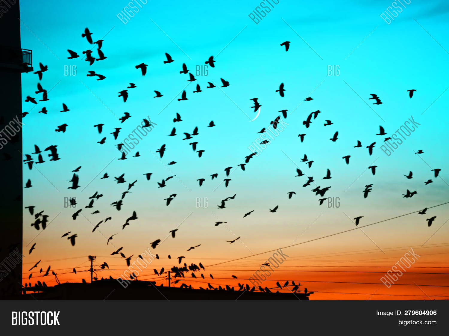 Groups Birds Flying Image & Photo (Free Trial) | Bigstock