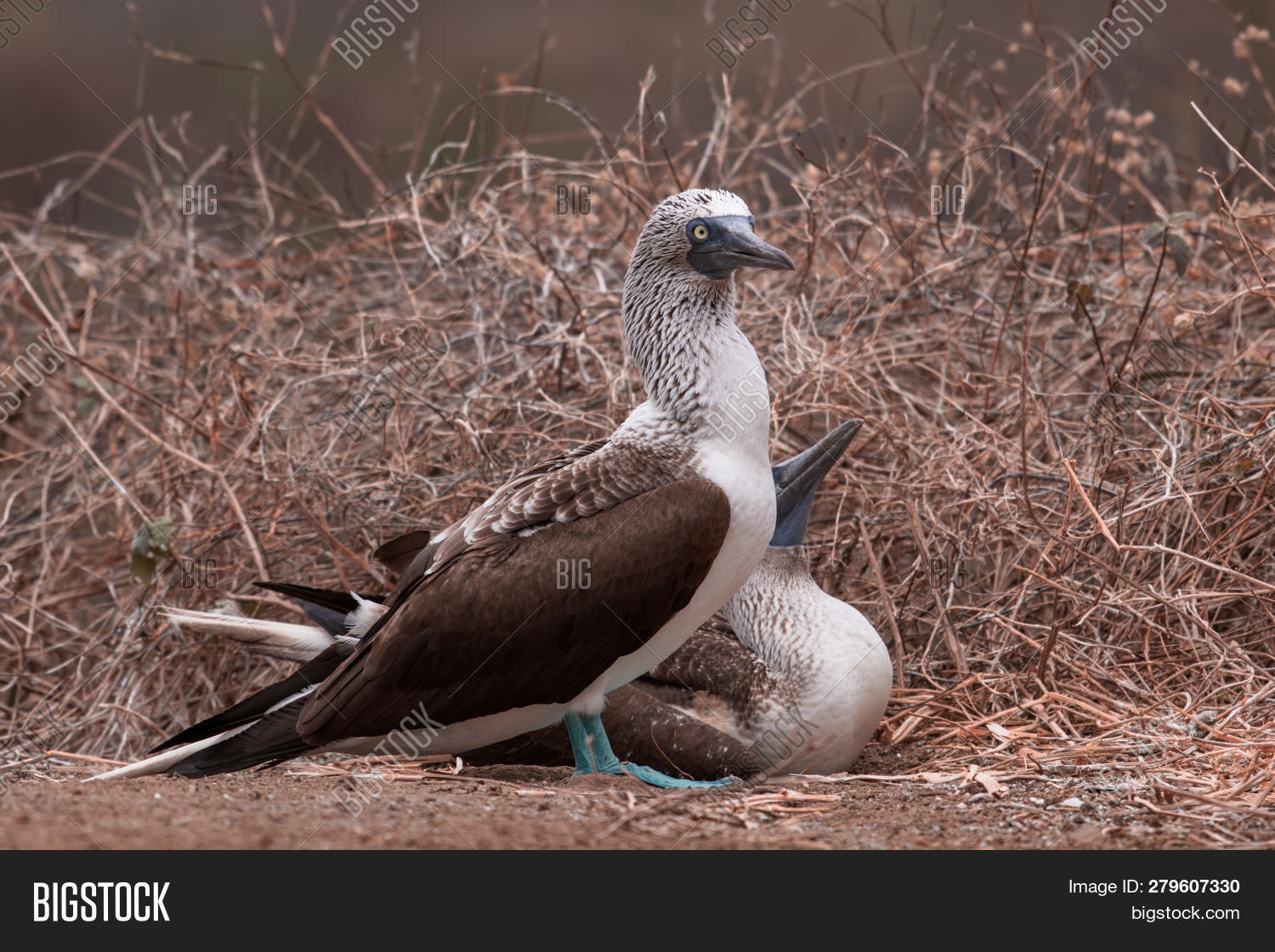 Blue-footed Booby ( Image & Photo (Free Trial) | Bigstock