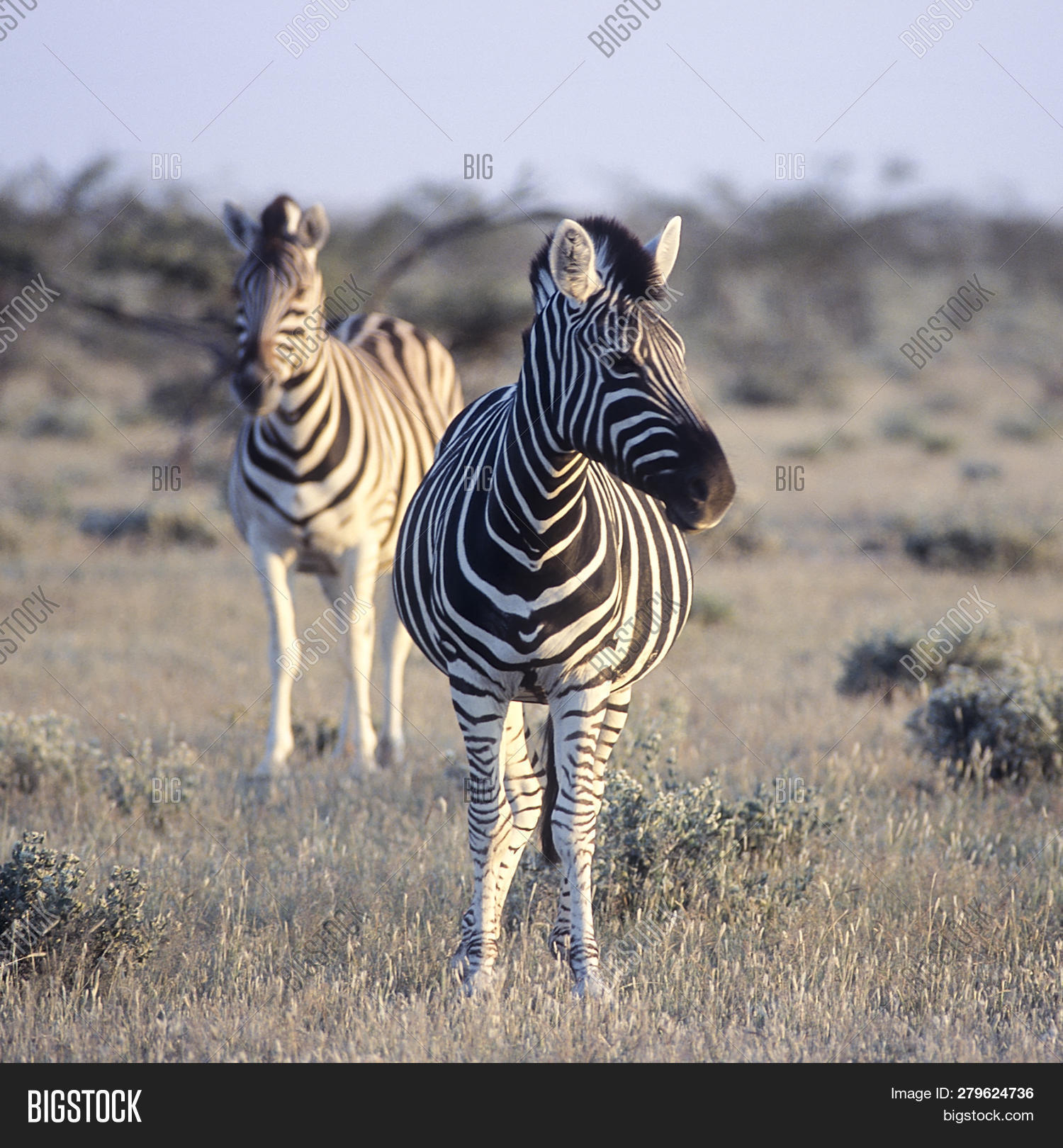 Plains Zebra, (equus Image & Photo (Free Trial) | Bigstock