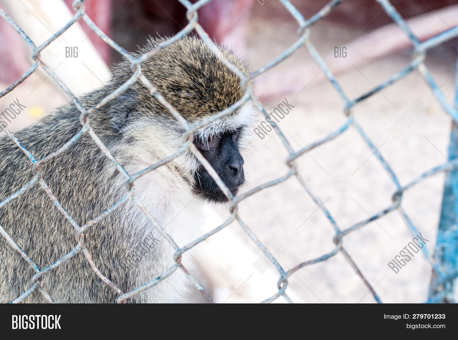Sad Monkeys Zoo Cage. Image & Photo (Free Trial) | Bigstock