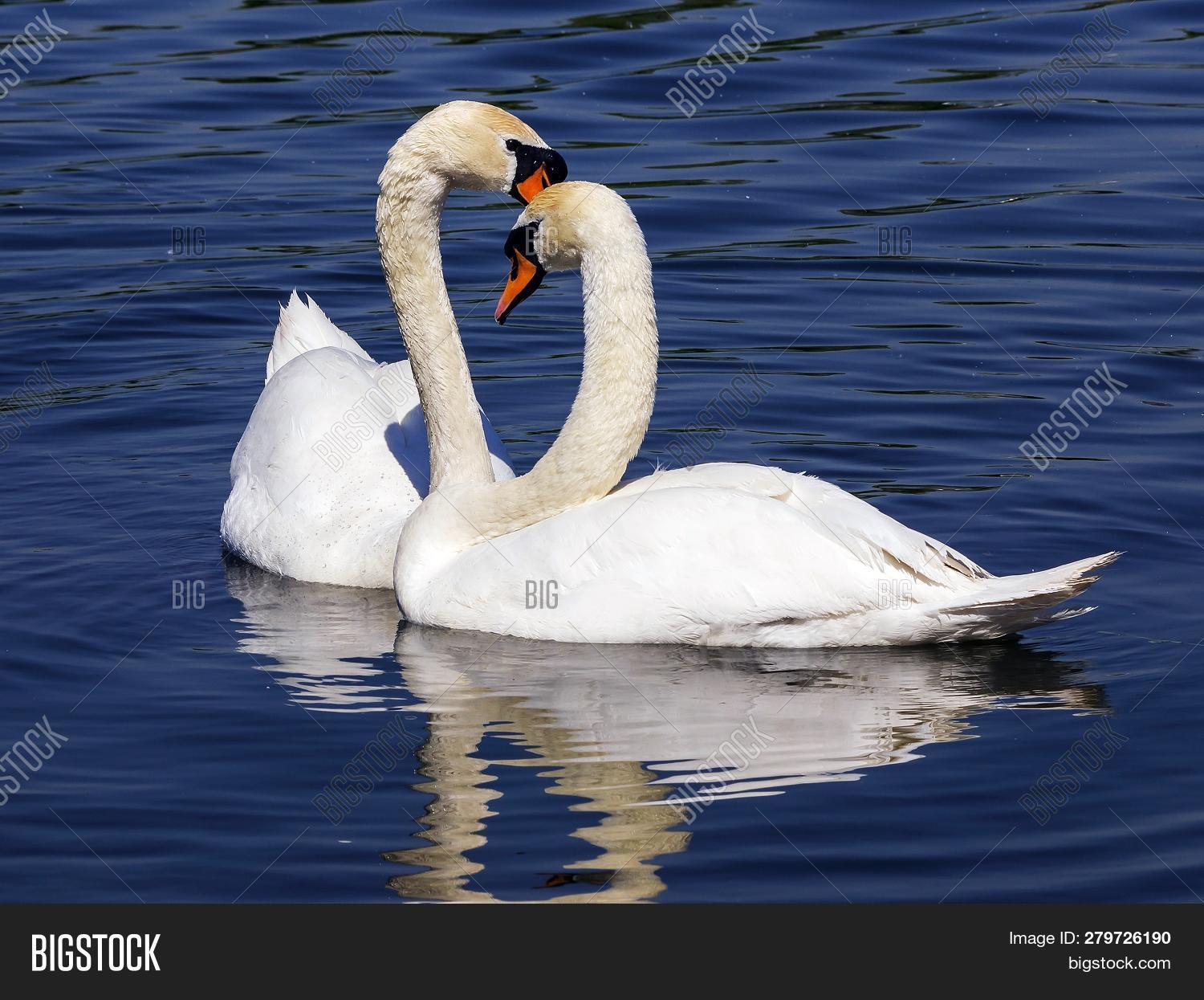 Swans Couple Love. Image & Photo (Free Trial) | Bigstock