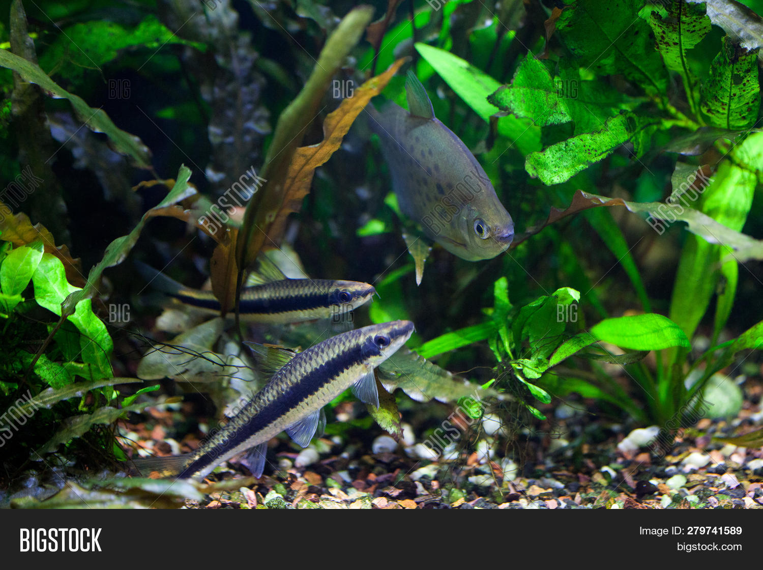 Docile Flying Fox Image & Photo (Free Trial) | Bigstock