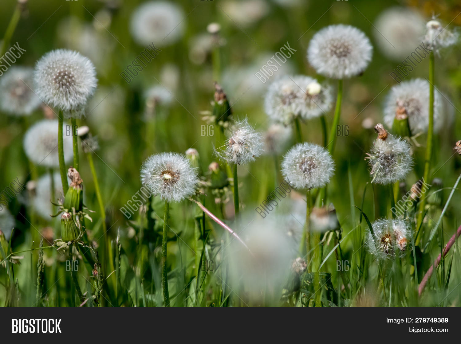 Beautiful White Image & Photo (Free Trial) | Bigstock