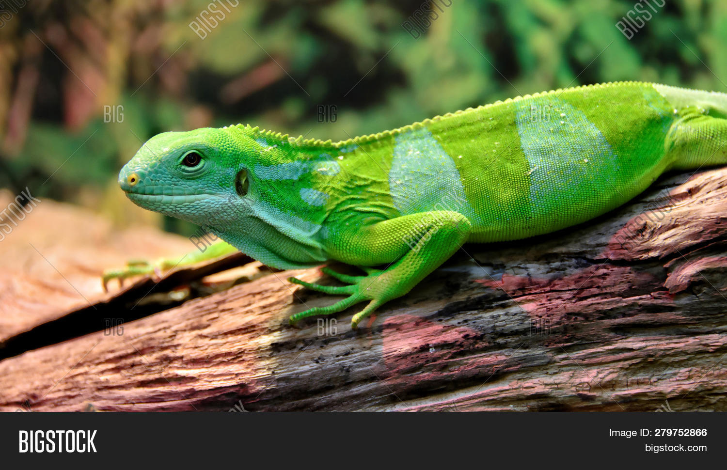 Fiji Banded Iguana Image & Photo (Free Trial) | Bigstock