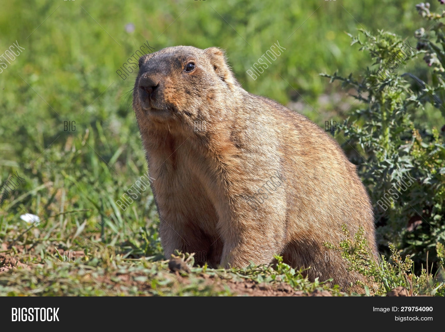 Funny Groundhog Fluffy Image & Photo (Free Trial) | Bigstock