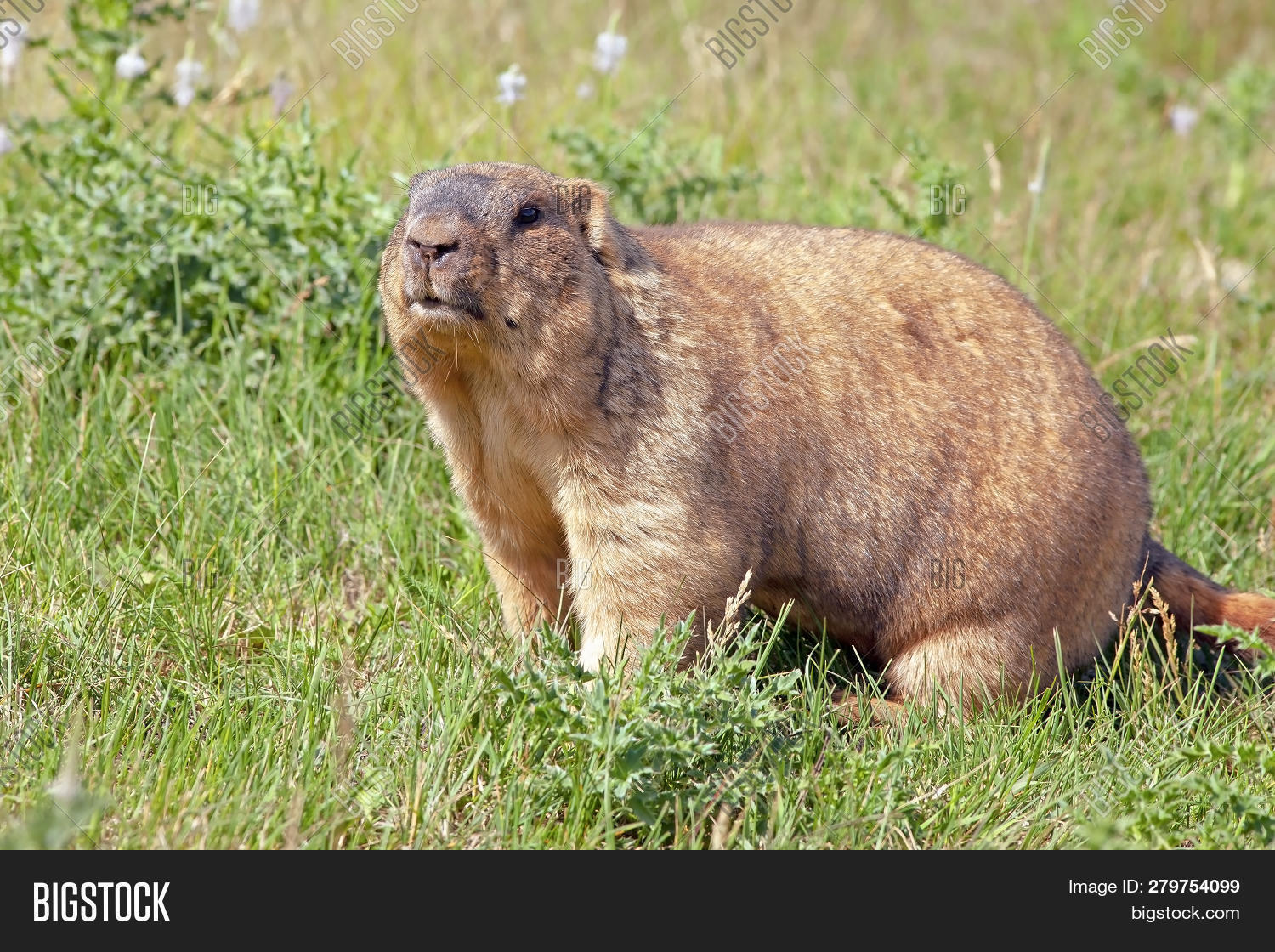 Funny Groundhog Fluffy Image & Photo (Free Trial) | Bigstock