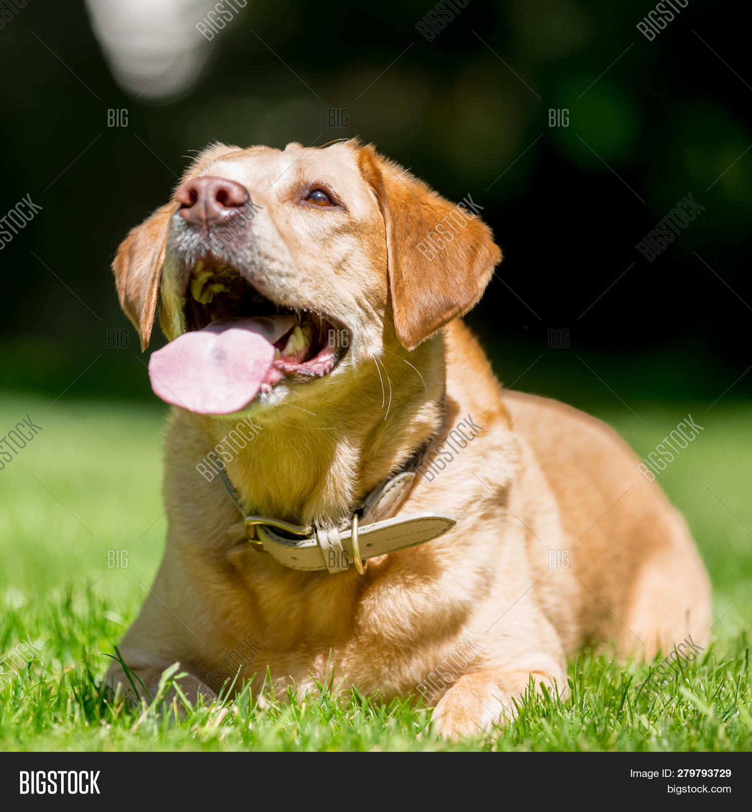 Labrador Lying On Image & Photo (Free Trial) | Bigstock